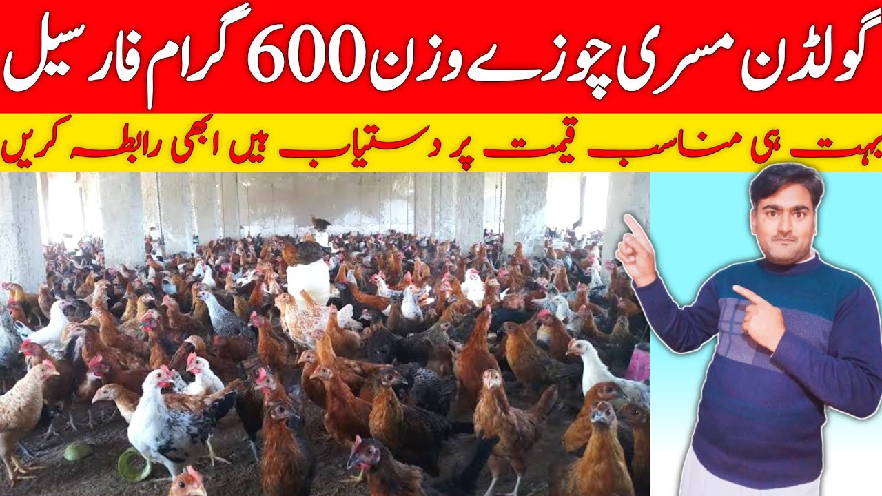 Golden Misri Chicks For Sale | Golden Misri Murgi For sale | Golden ...