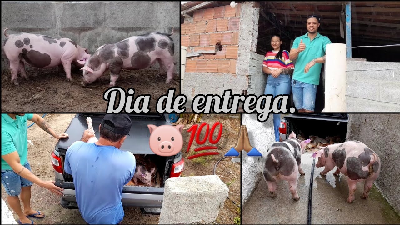 Hoje foi dia de entrega,duas futuras matriz pietrain PO para Alexandre ...