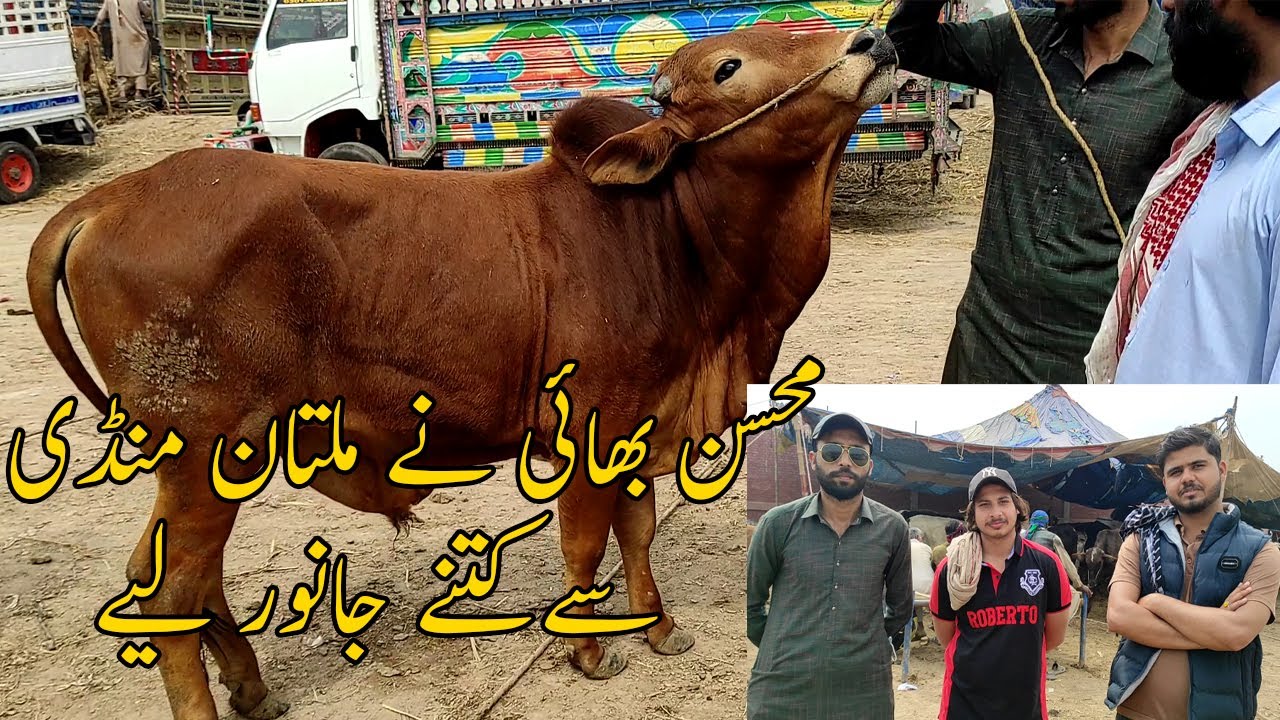 Mohsin Bhai Nay Multan Mandi Say 10 Janwer Liye Kis Rates Pay | SS Tv ...