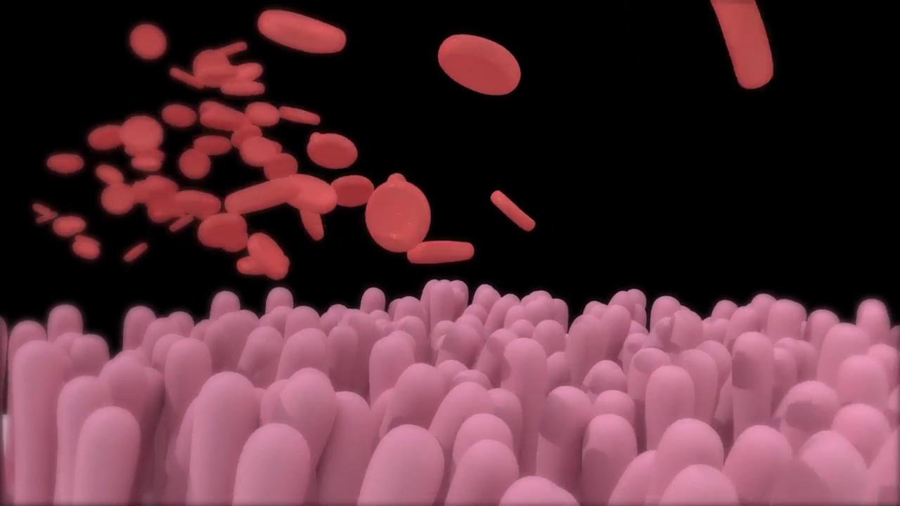 Bloodcells+Villi Animation Maya (Mash) - YouTube