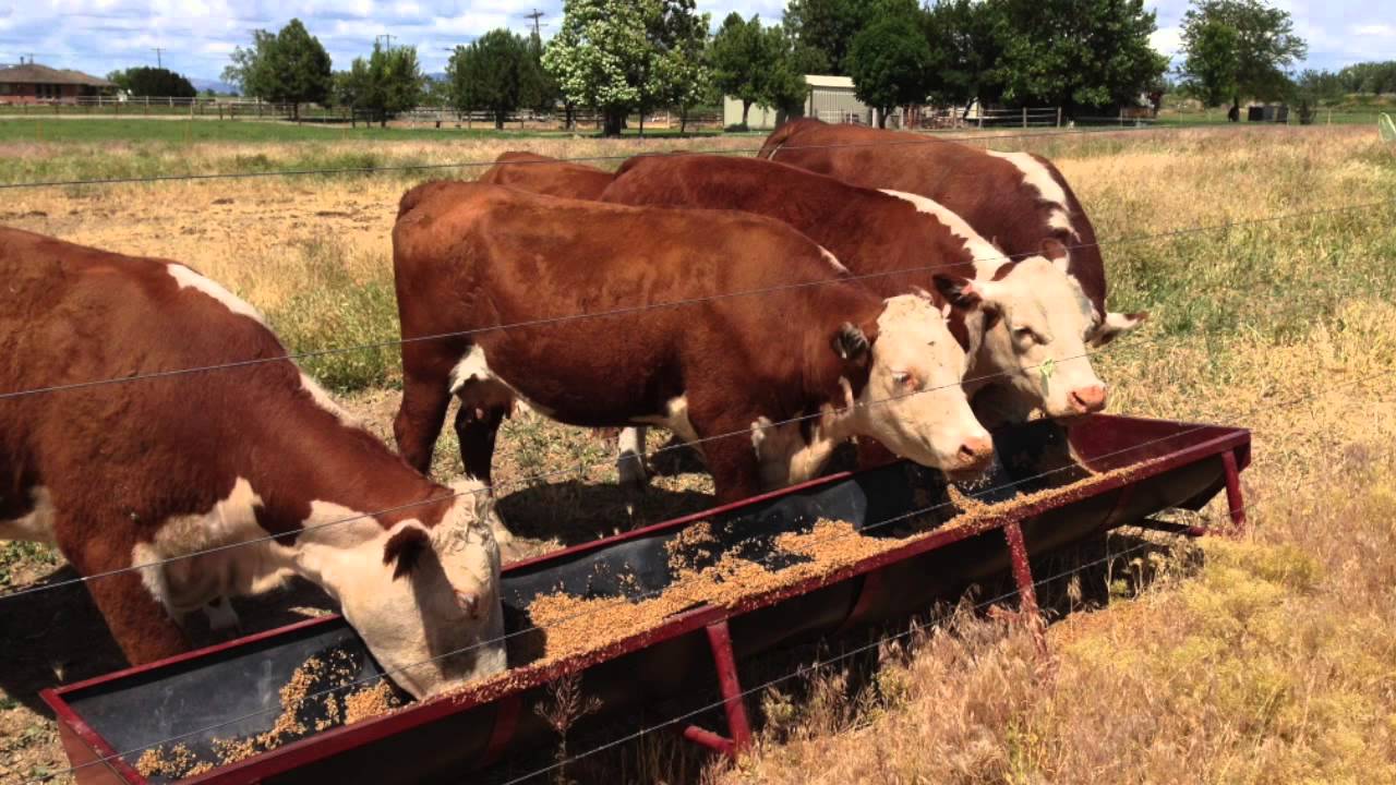 OFI 007: Matt Brechwald | Idaho Gopher Control | Transitioning To Self ...