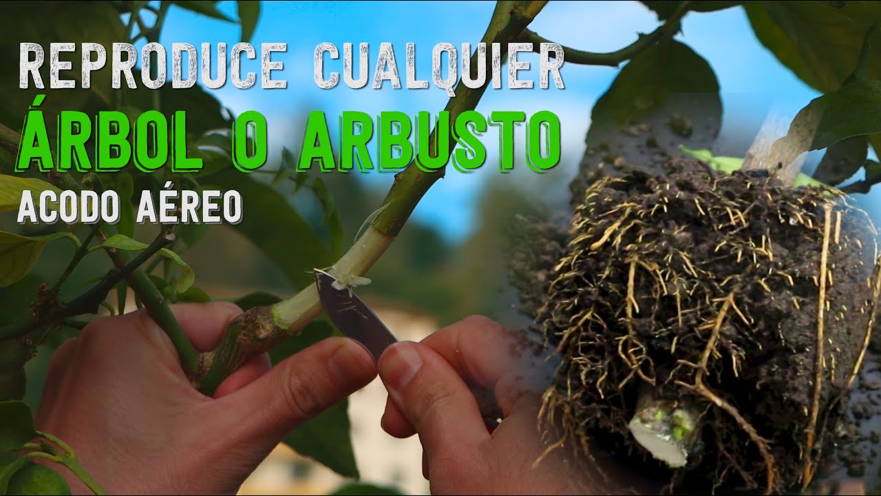 COMO HACER UN ACODO AEREO Y REPRODUCIR CUALQUIER ARBOL O ARBUSTO - YouTube