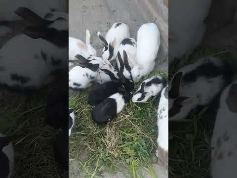 New Rabbits #pets #shortsvideo #viralvideo #youtube #animals #youtubeshorts #ytshorts #vtuber #cats