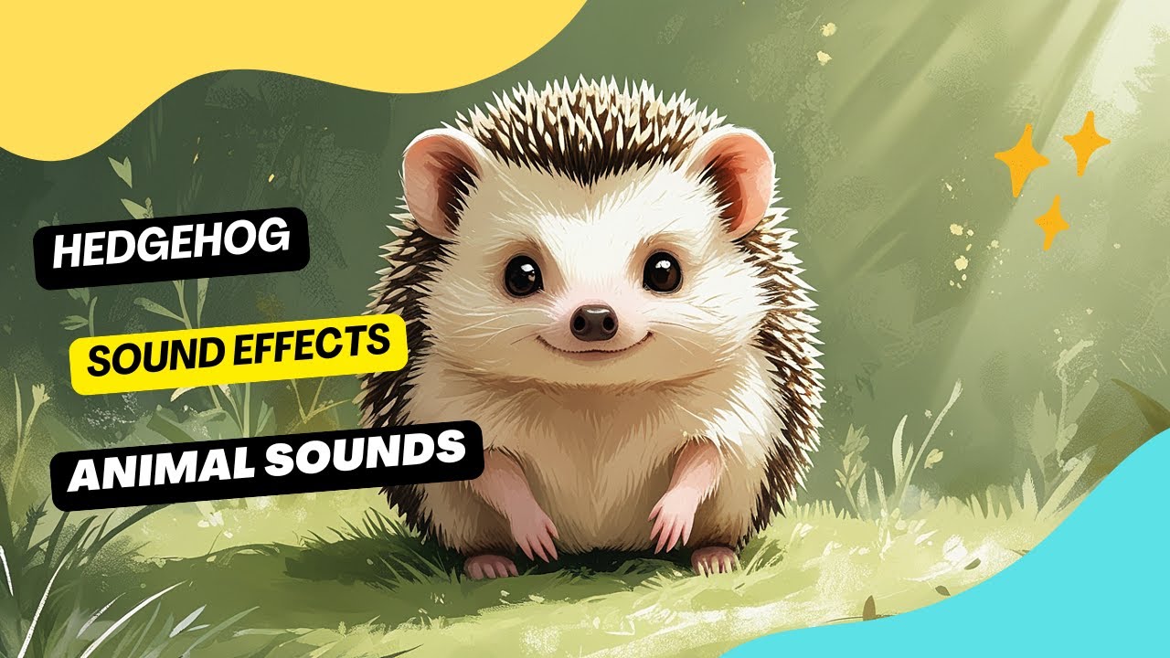 Hedgehog Sound Effects / 10 Min - YouTube