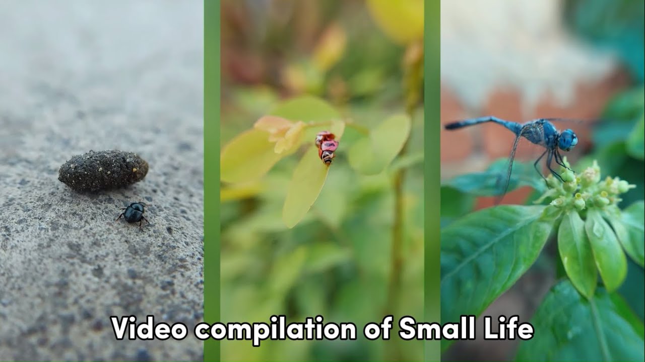 Video compilation of Nature Small Life Part #1 - YouTube
