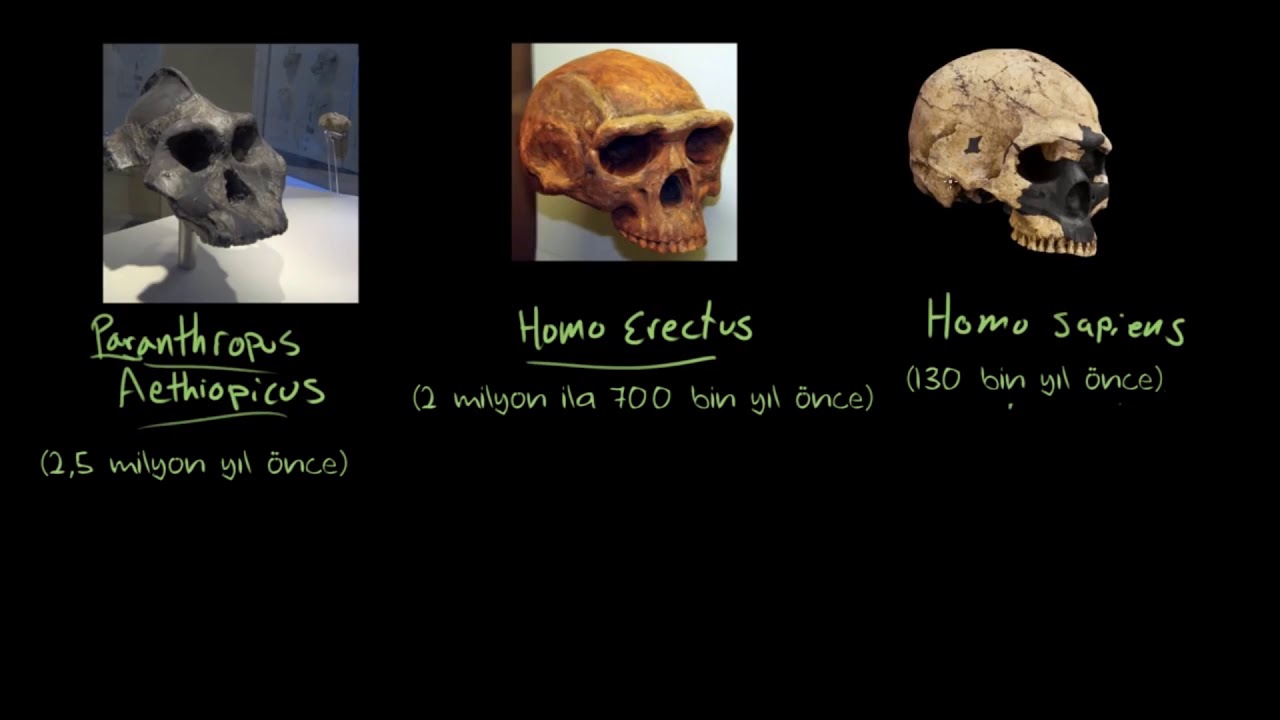 Dünya Üzerindeki İlk İnsanlar (Sanat ve Sosyal Bilimler) (Dünya Tarihi ...