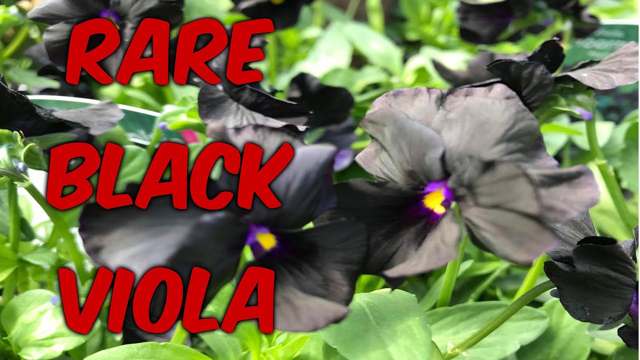 RARE BLACK VIOLA with RARE PURPLE PANSY | vdv travel - YouTube