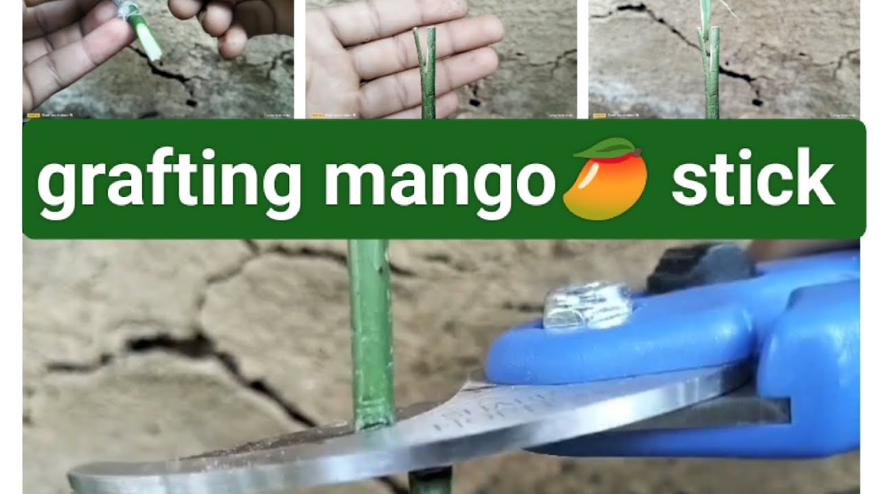 how to grow a mango tree 🌲 with mango stick 🥭 - YouTube