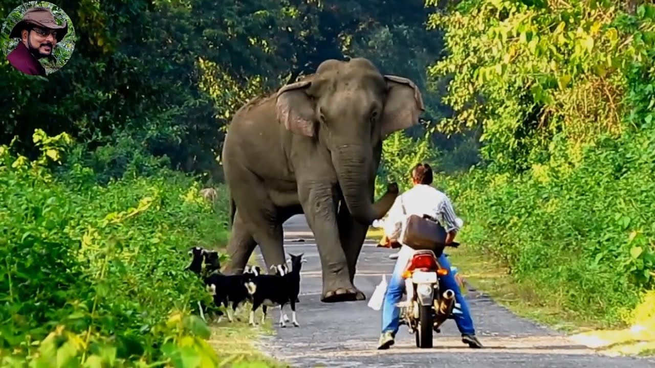 Behavior Of Duars Elephant - YouTube