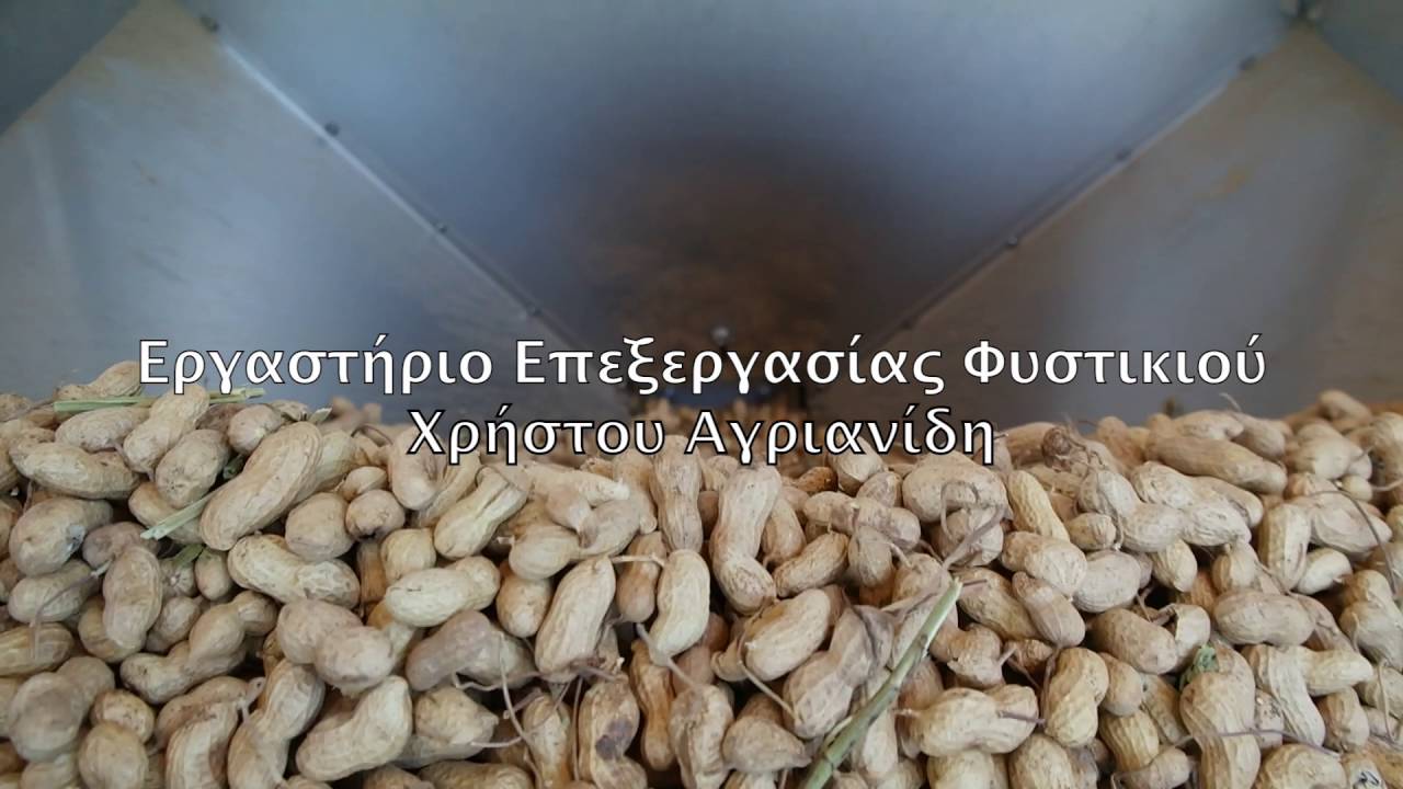 Συγκομιδή και επεξεργασία αράπικου Φυστικιού Αμμουδιάς 2016 - YouTube