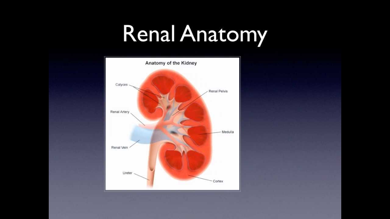 Renal Module - YouTube
