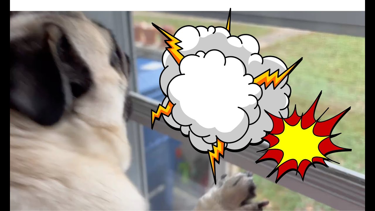 Pug Screaming - Pug Henry is very upset - YouTube