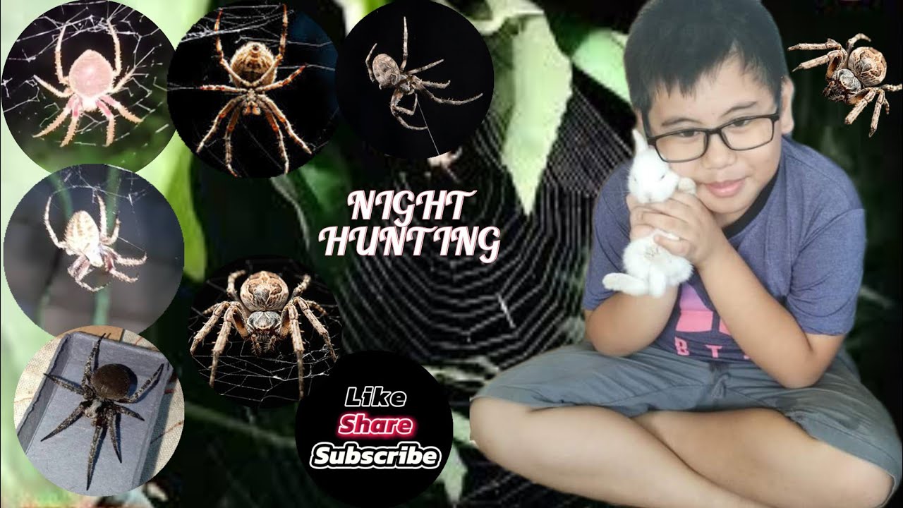 Maulan na pag hunting ng gagamba #spiderhunting - YouTube