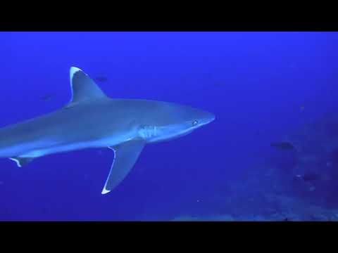 PNG Trip Video Febrina 2016