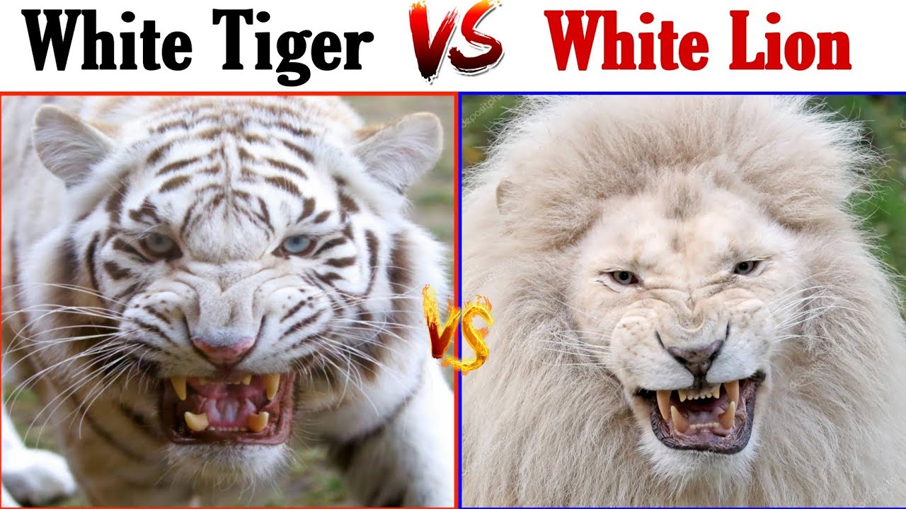 White Lion And Tiger Fight