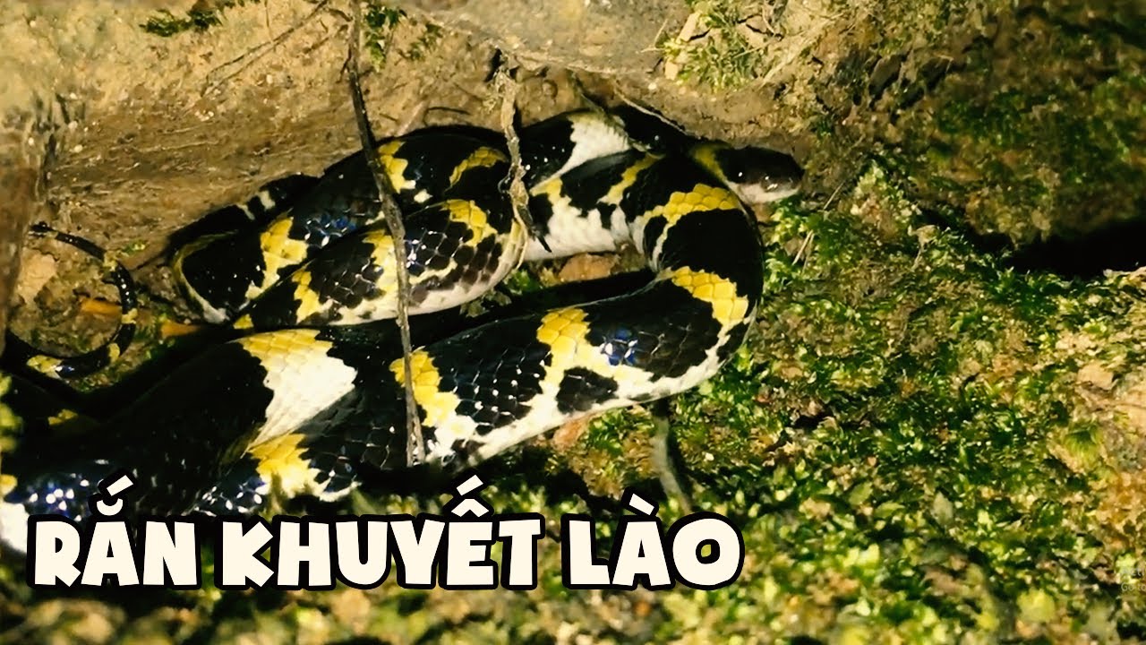 Rắn Khuyết Lào - Lycodon laoensis - Laotian wolf snake wild life - YouTube