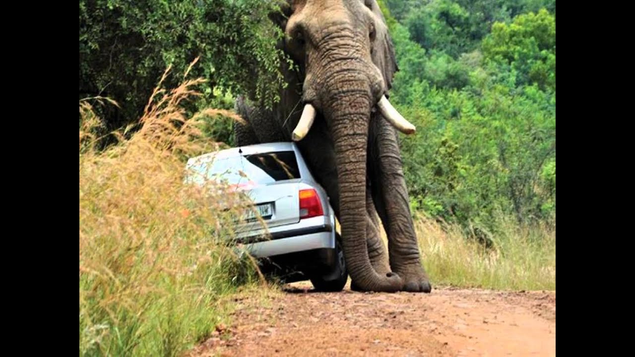 Grazing and Farming - MOB Grazing - Learning from Nature - YouTube