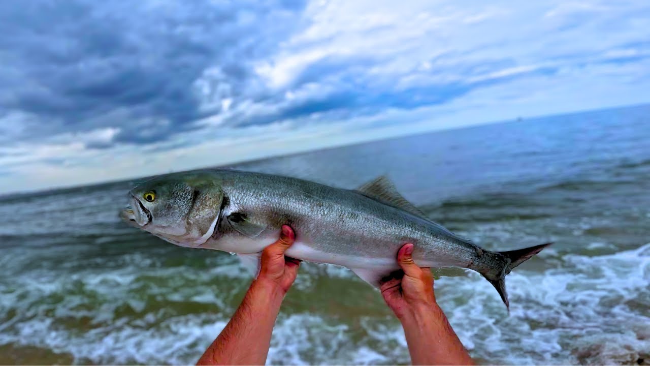 Grinding At The Surf For This NICE Bite! (SICK Bluefish Eats) - YouTube