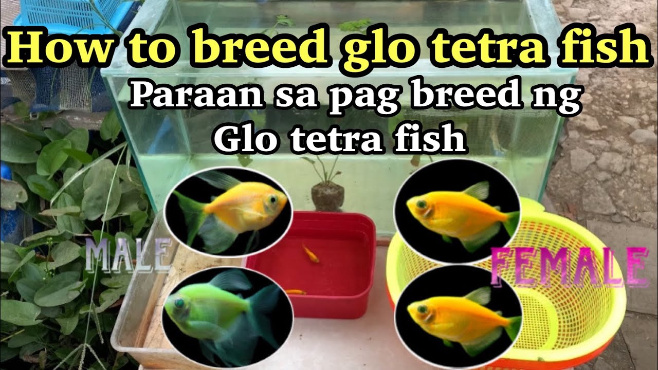 How to breed glo tetra fish | madali lang pala #tips #breeding # ...