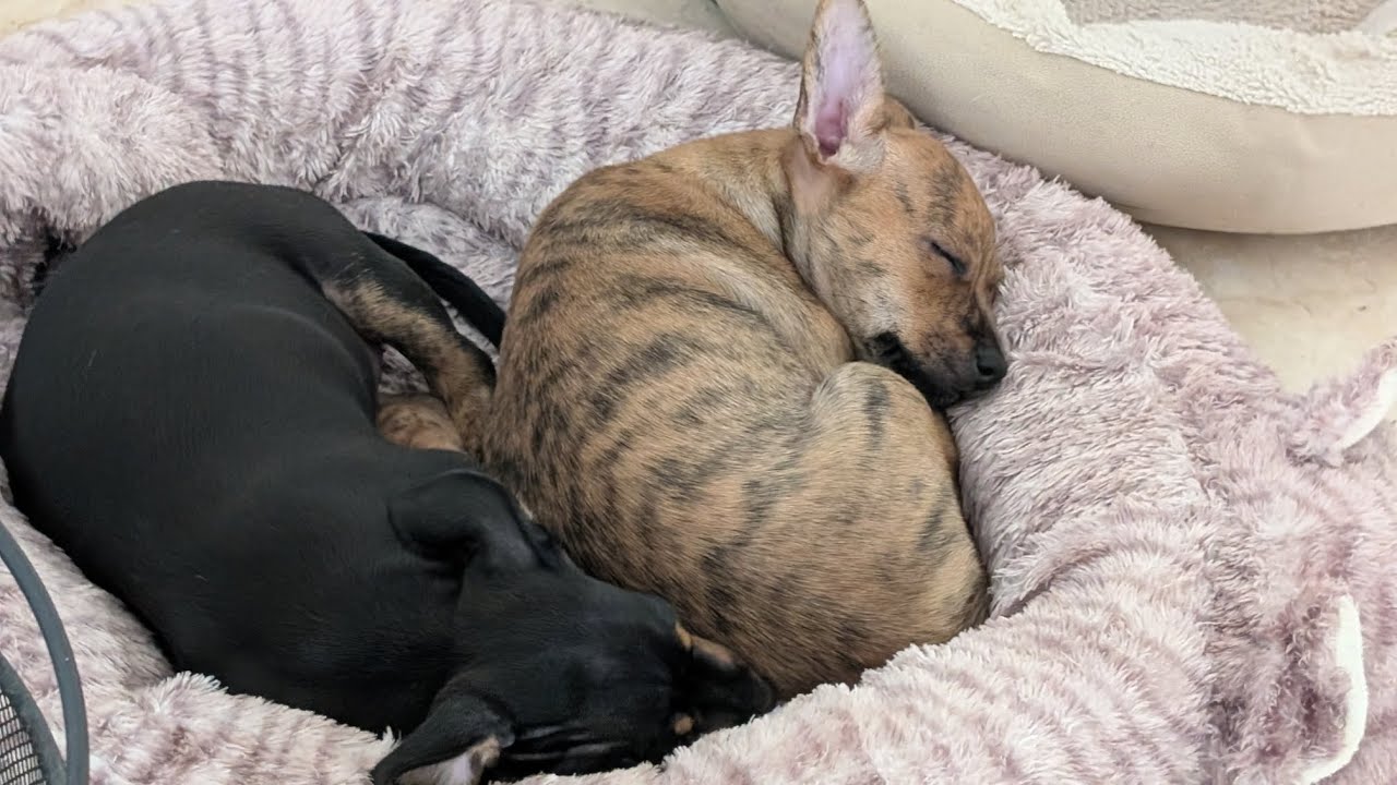 Enter Sandman Puppy Style #pets #doglover #dog #chiweenie - YouTube
