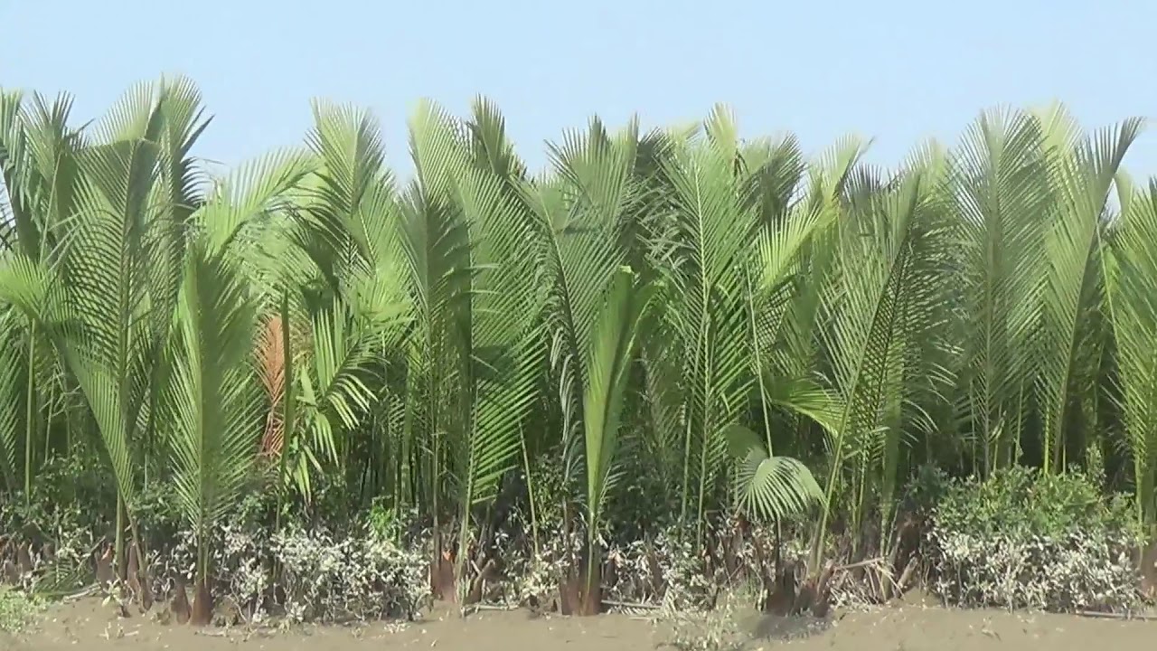 গোলপাতার দেশ সুন্দরবন, খুলনা।। Golpata Area, Sundorbon - YouTube