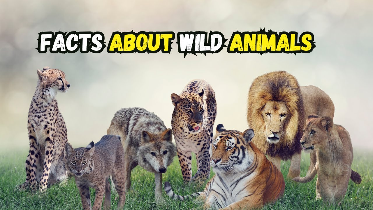 facts about wild animals #animalsfacts - YouTube