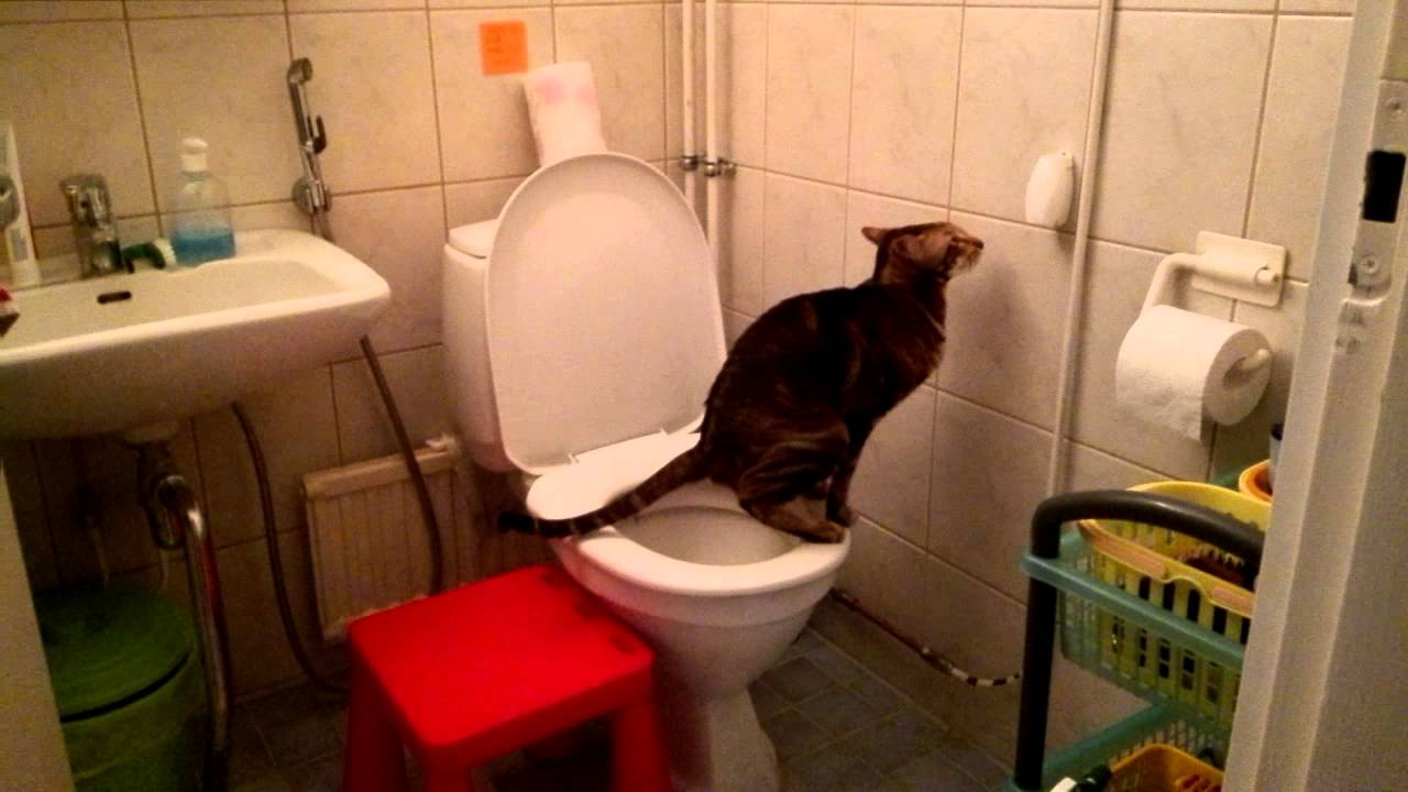 Messi pooping - YouTube