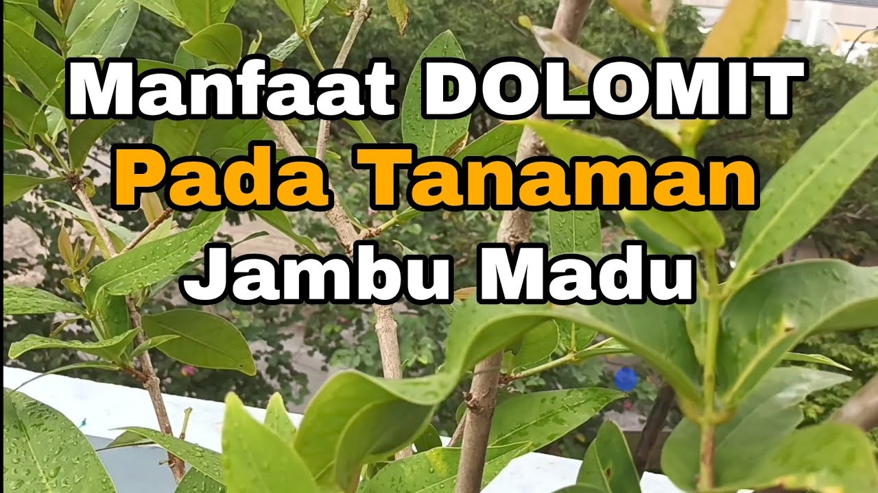Manfaat DOLOMIT Pada Tanaman Jambu Madu - YouTube