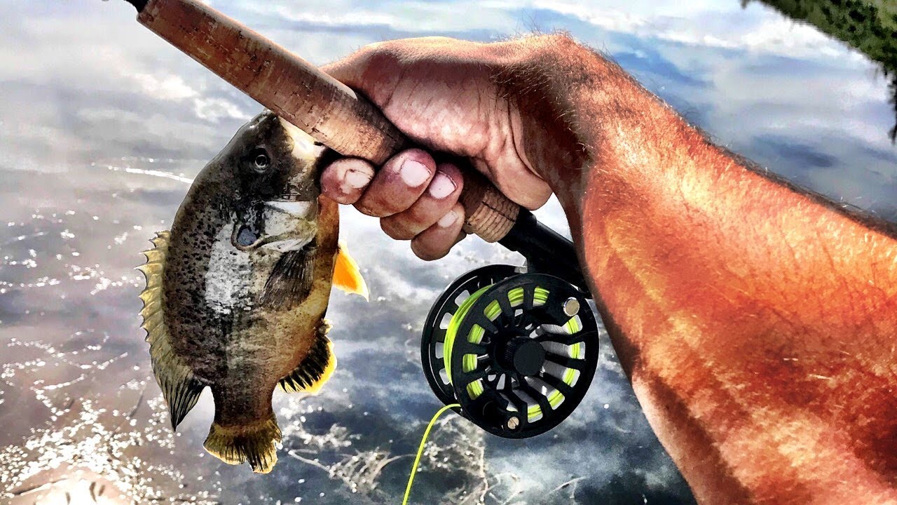 Fly Fishing Colorado for MONSTER Green Sunfish - YouTube