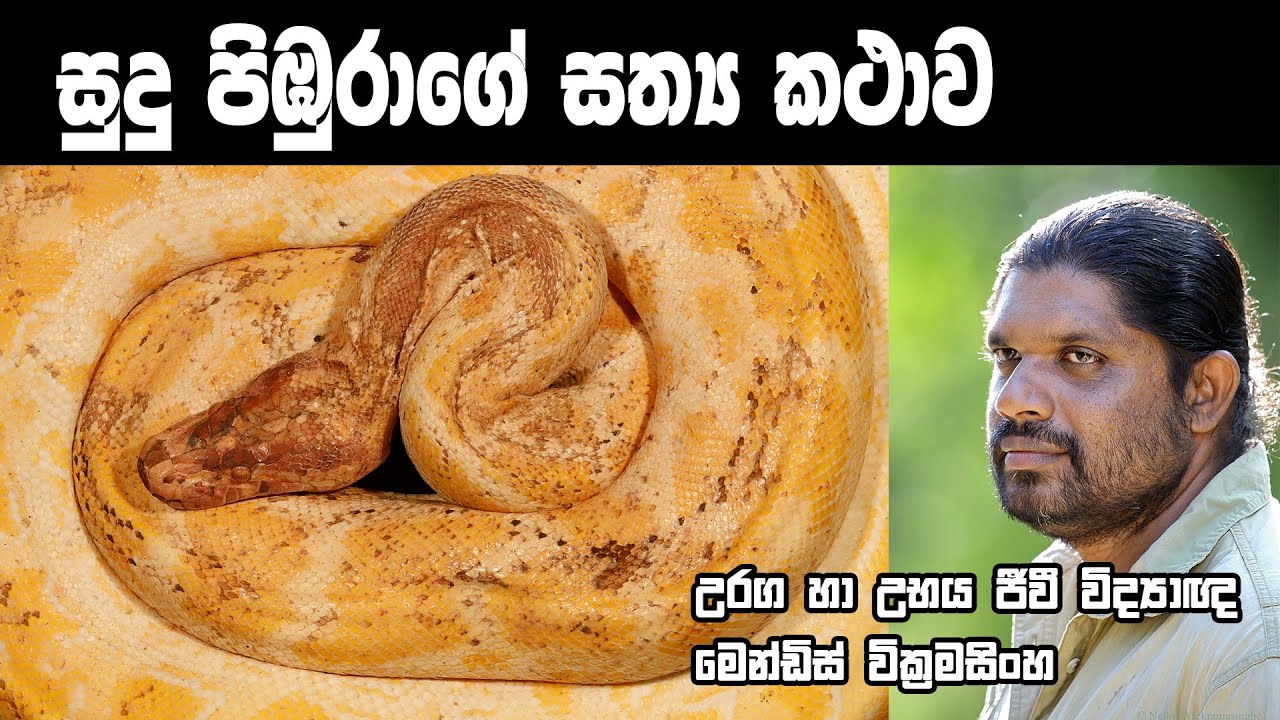 සුදු පිඹුරාගේ සත්‍ය කථාව Mendis wickramasinghe - YouTube