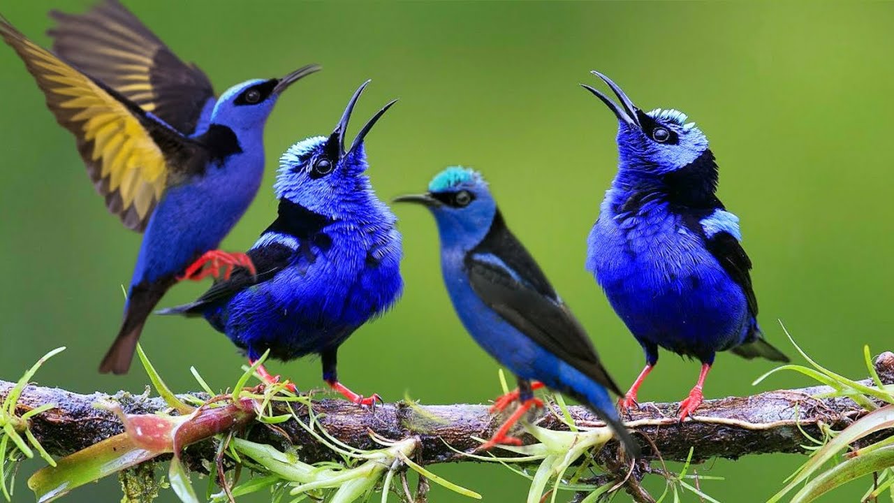 Red-legged honeycreeper bird is a small songbird species in the tanager ...