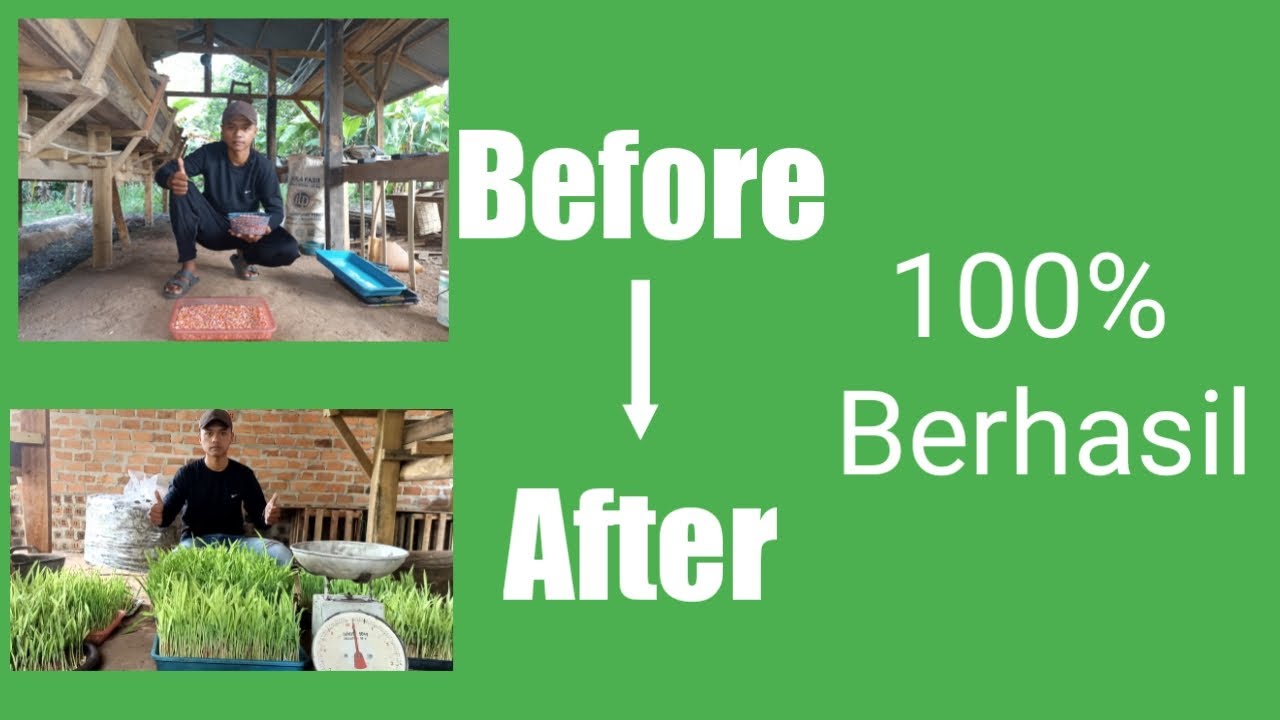 Cara Membuat Fodder Jagung/Corn fodder untuk Pakan Ternak #farming # ...