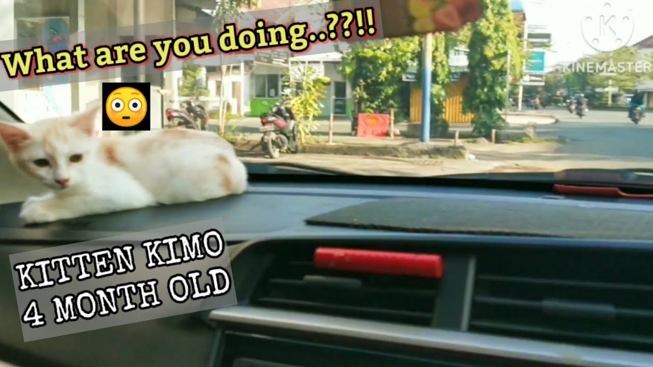 🔴 LIVE || 4 MONTH OLD KITTEN KIMO GO WITH DAD LOOKING FOR BREAKFAST IN ...