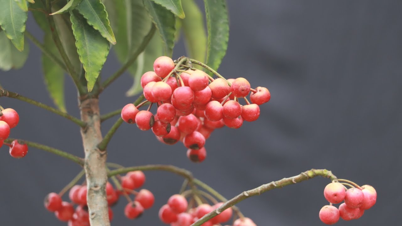 Ardisia plant pruning and seed collection for germination, Part 2 - YouTube