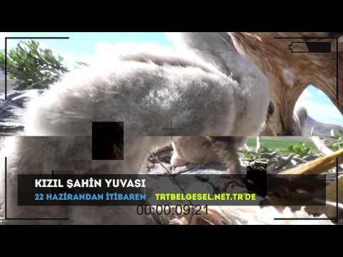 Kızıl Şahin Yuvası | Fragman