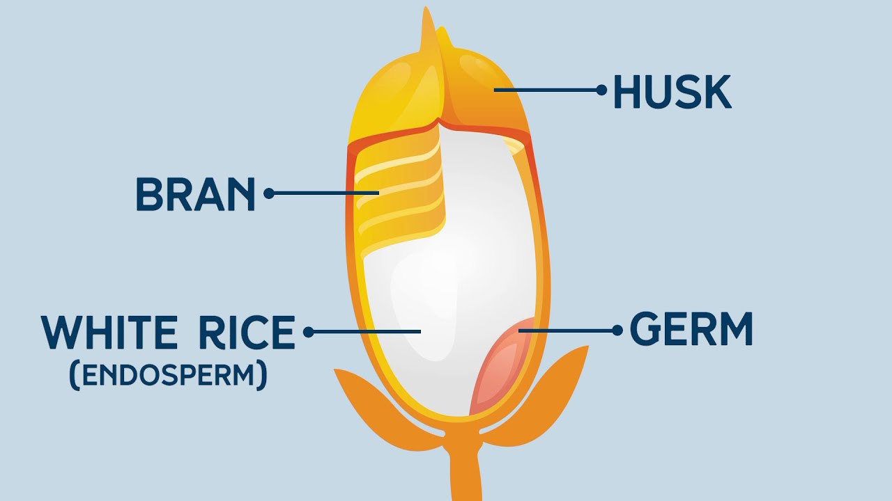 Rice 101 - YouTube