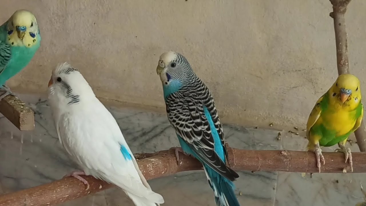3 Lessons About WILD BUDGIES You Need To Learn To Succeed | Budgerigar ...