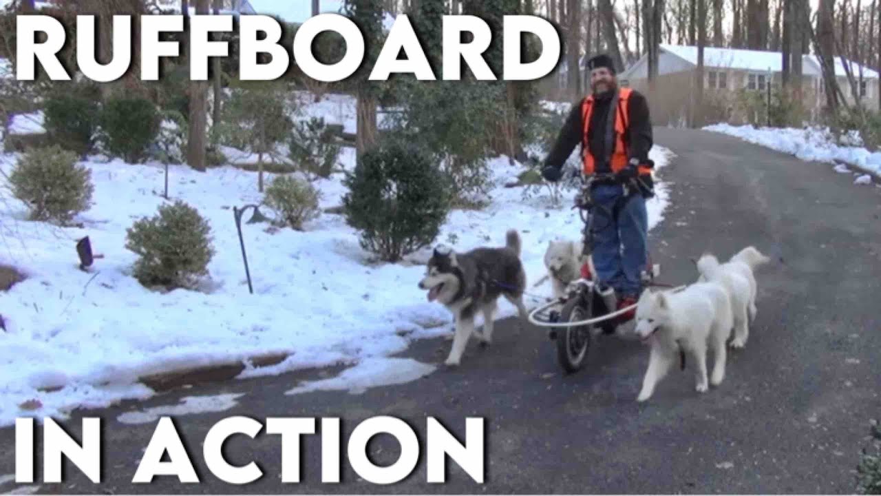 Husky Dog RUFF-Boarding | WooFDriver's SurfBoard - YouTube