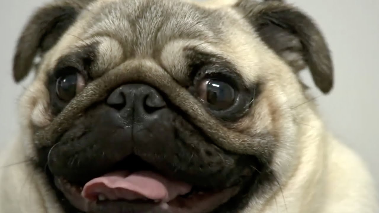 Dim Sim Hits the Scales! - YouTube