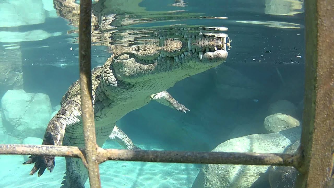 Croc cage dive - YouTube