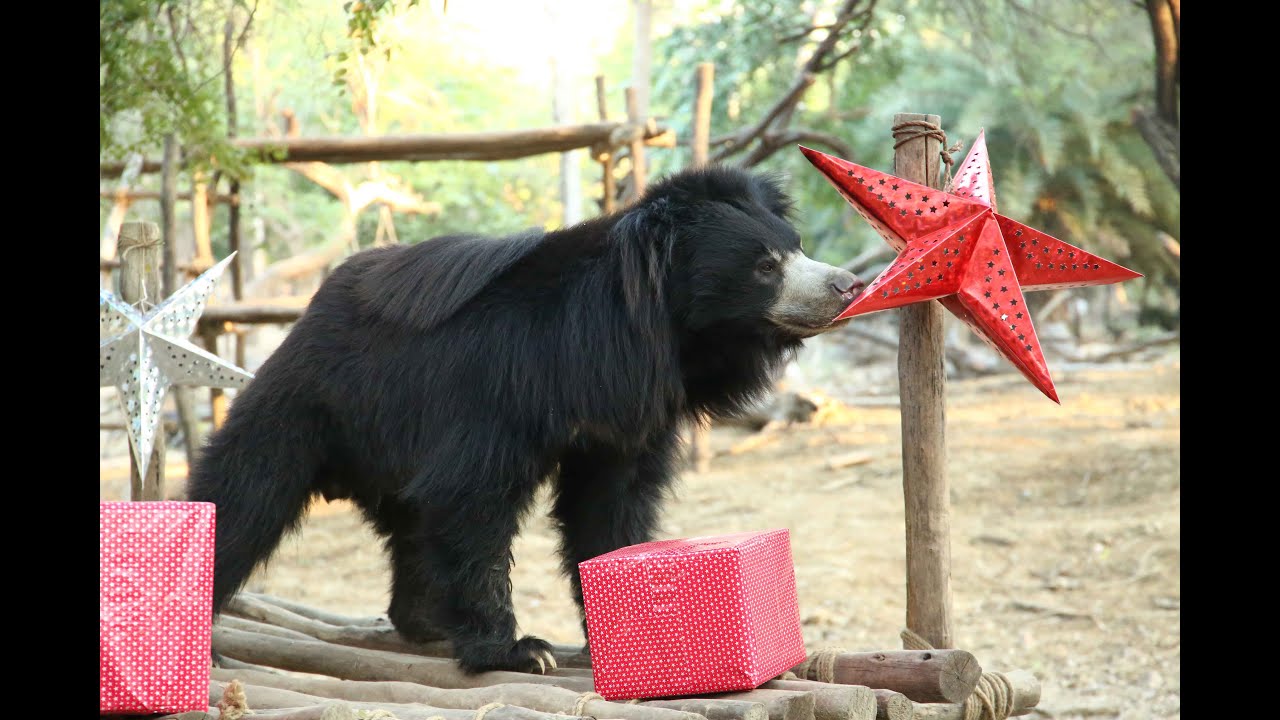 A Christmas Surprise for Rescued Bears at Wildlife SOS - YouTube