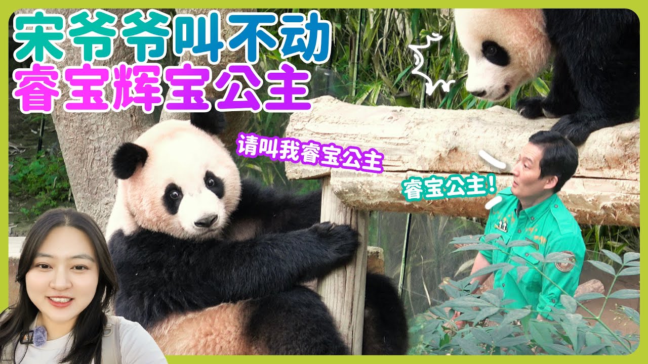 大熊猫睿宝辉宝玩到不想走～宋爷爷叫不动😂爱宝亲自出场！爱宝乐园宝家族日常vlog #大熊猫 #睿宝 #辉宝 #爱宝 #宋爷爷 #宝家族 #爱宝 ...