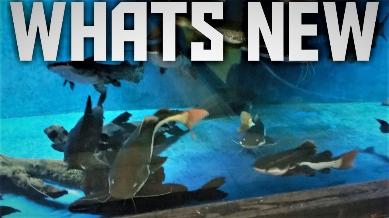 Whats New at Ohio Fish Rescue, its amazing - YouTube