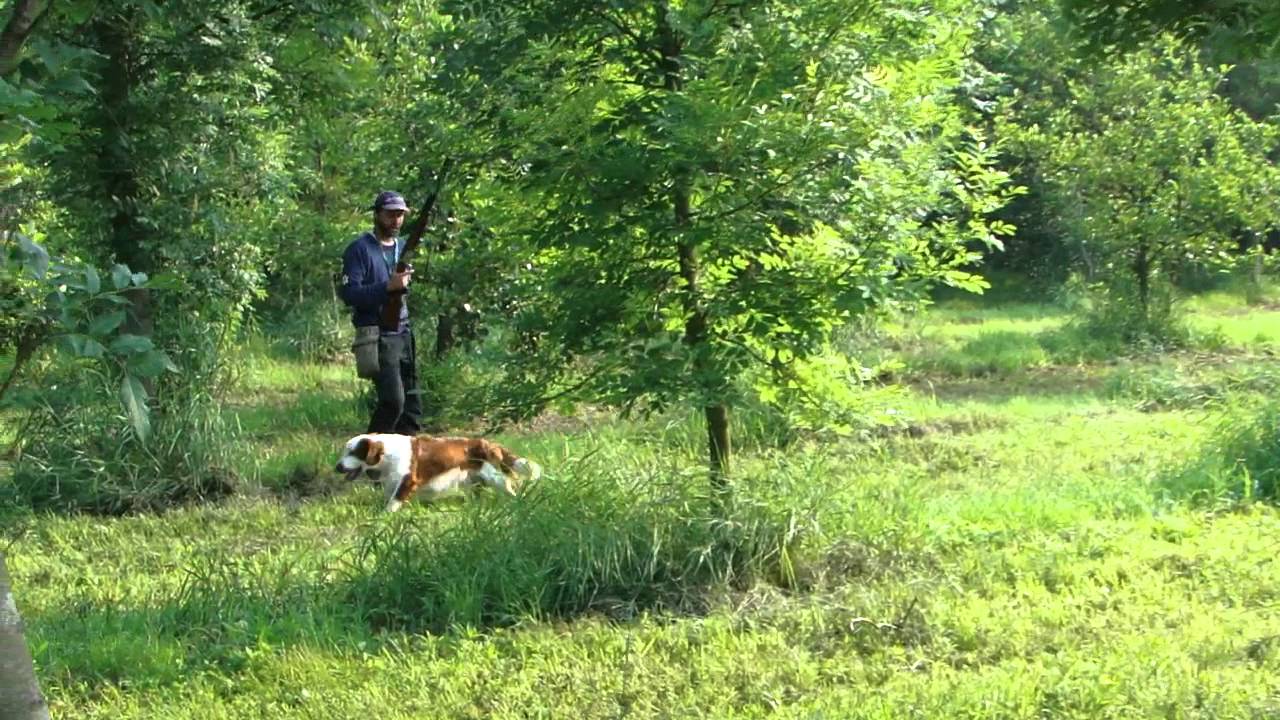 Elfin - welsh springer hunting training with quails - YouTube