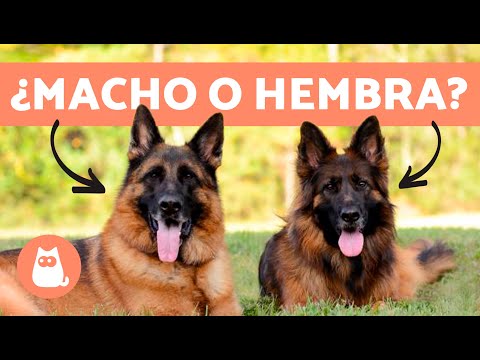 Diferencias entre PASTOR ALEMÁN Macho y Hembra 🐕 ¿Cuál Elegir?