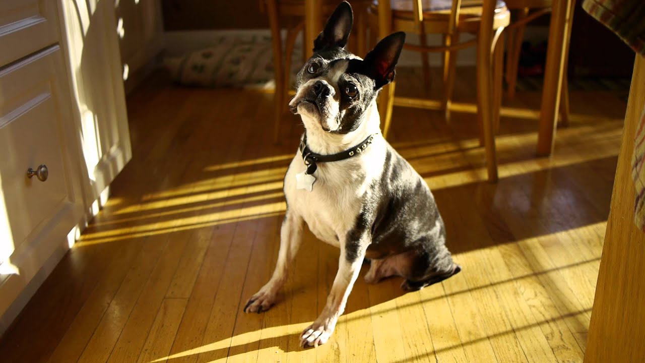 Dog finds own fart very interesting - YouTube