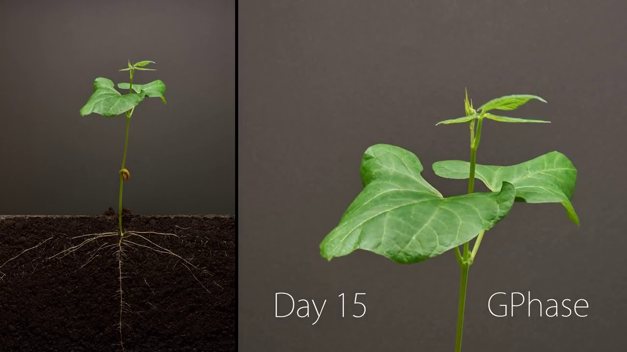 Bean Time Lapse 25 days Soil cross section - YouTube