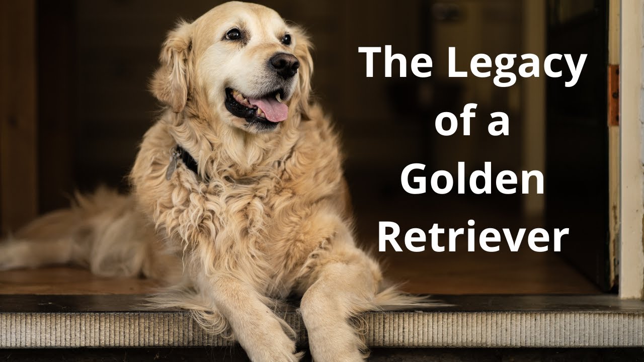 Part I. The Legacy of A Golden Retriever - YouTube
