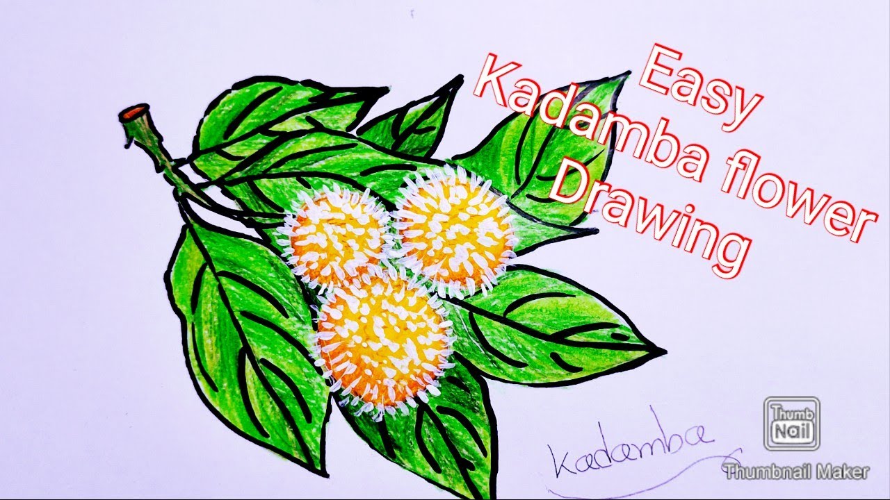 How to draw easy Kadamba Flower step by step||How to colour Very Easy ...