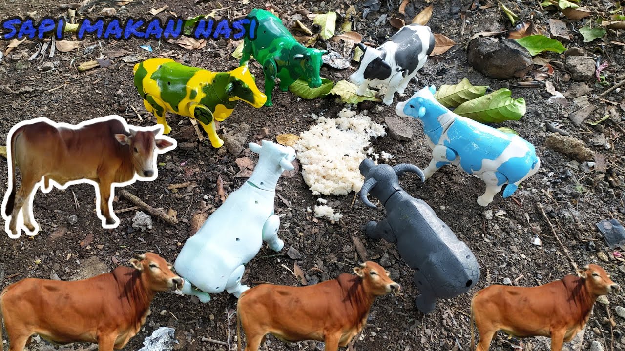 MENEMUKAN SAPI WARNA WARNI,SAPI LUCU, SAPI MOO, SAPI BESAR, SAPI JUMBO ...